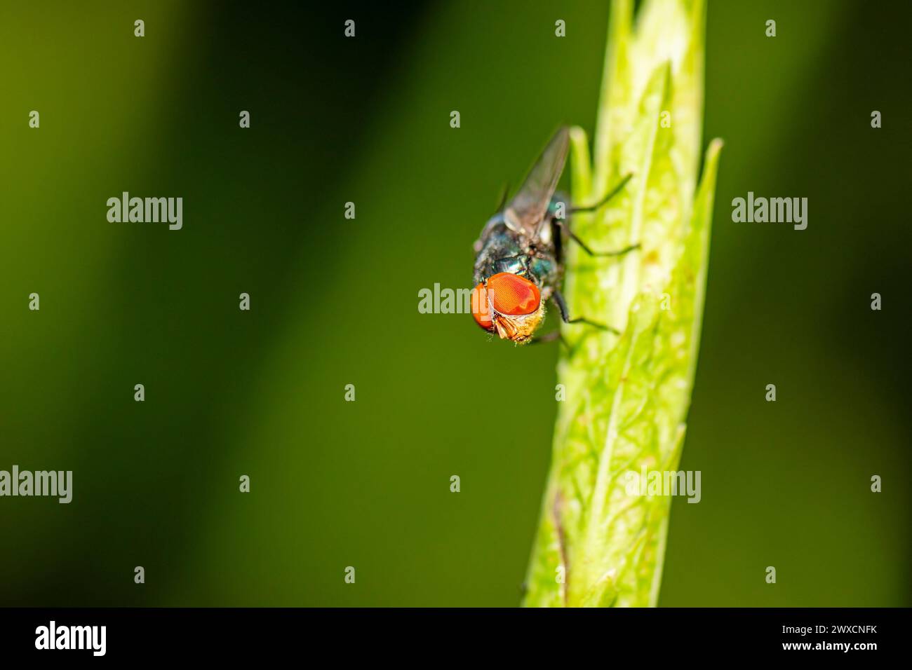 Musca Domestica Linnaeus, better known as the housefly is a fly of the ...