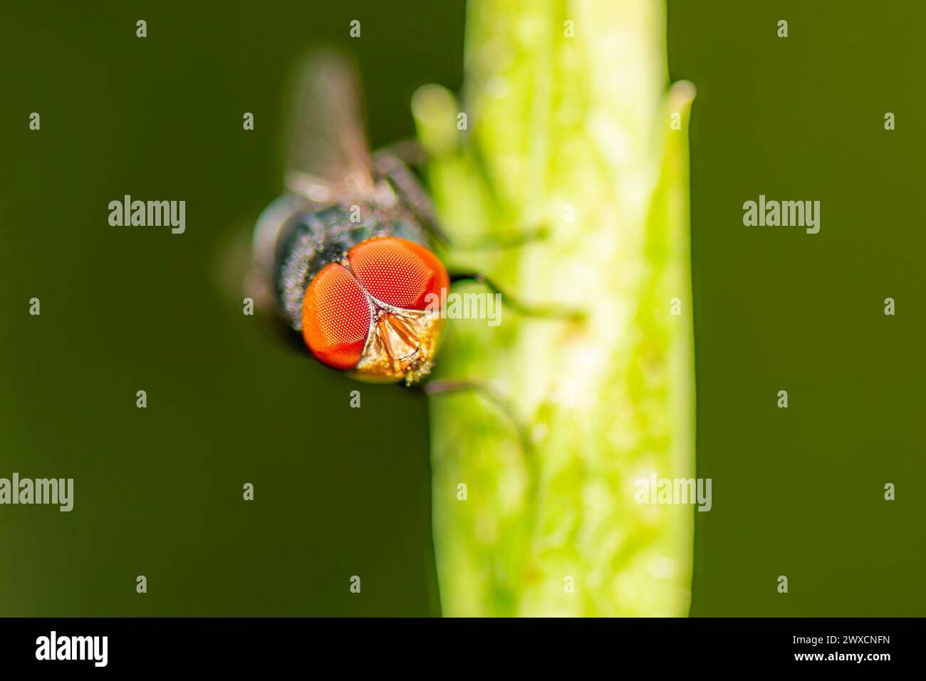 Musca Domestica Linnaeus, better known as the housefly is a fly of the ...