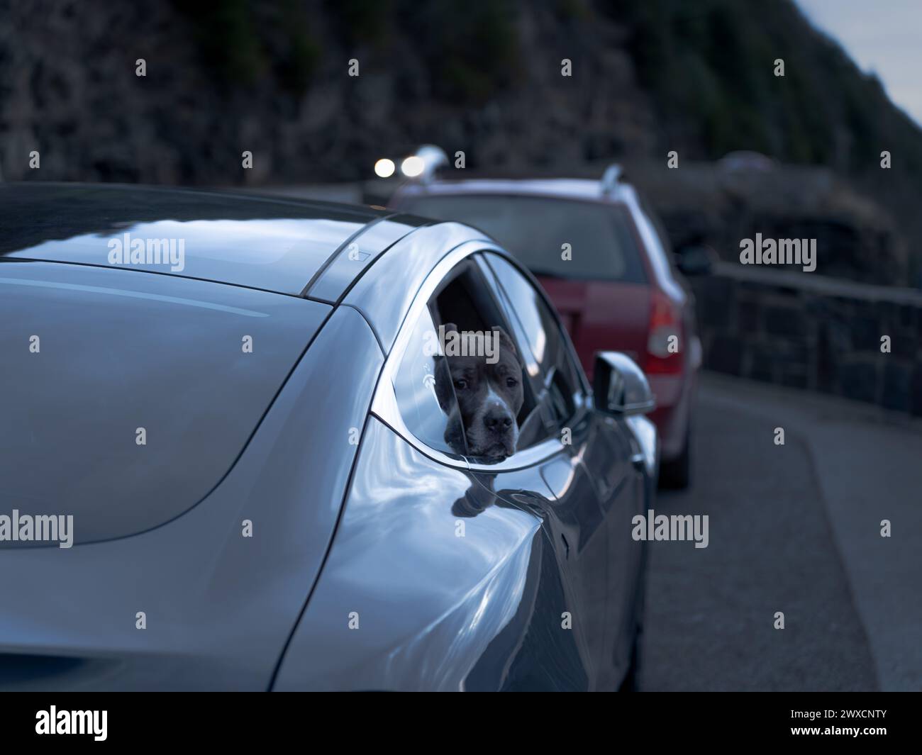 Dog in Vehicle Stock Photo - Alamy