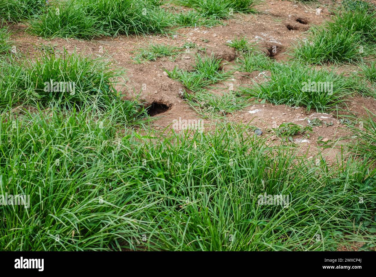 Muttonbird island nature reserve coffs harbour hi-res stock photography ...