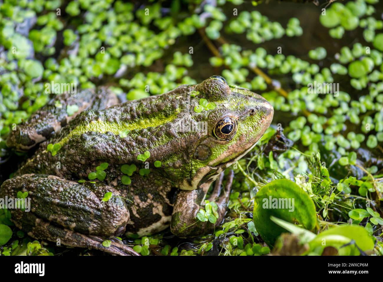 Pool frog (Pelophylax lessonae) sitting on the shore in a duckweed ...