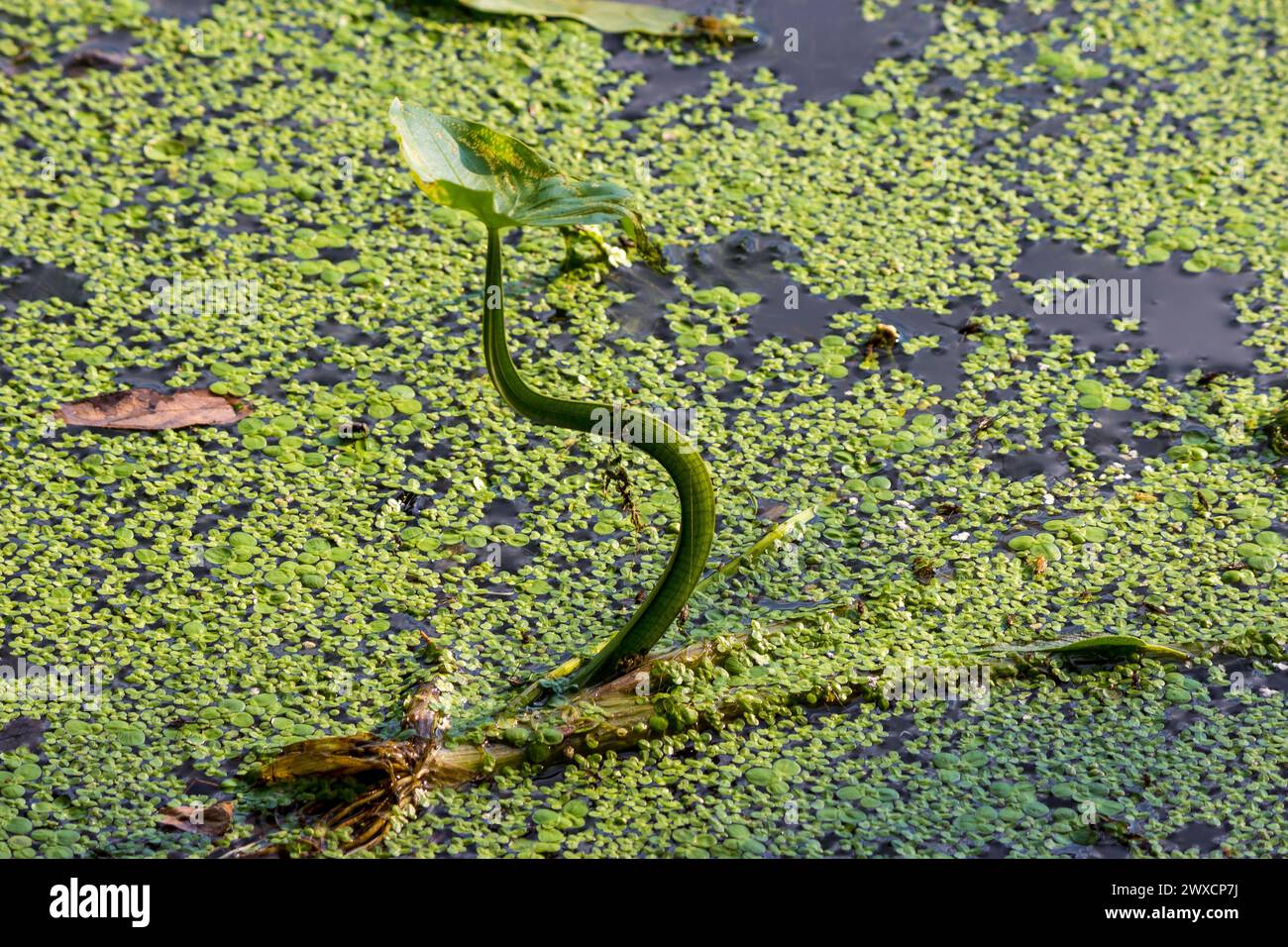 Plant Arrowhead (Sagittaria sagittifolia) in the water, strongly curved ...