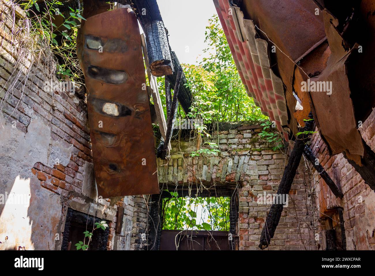 Inside an old brick house with a collapsed roof after a fire, thickets ...