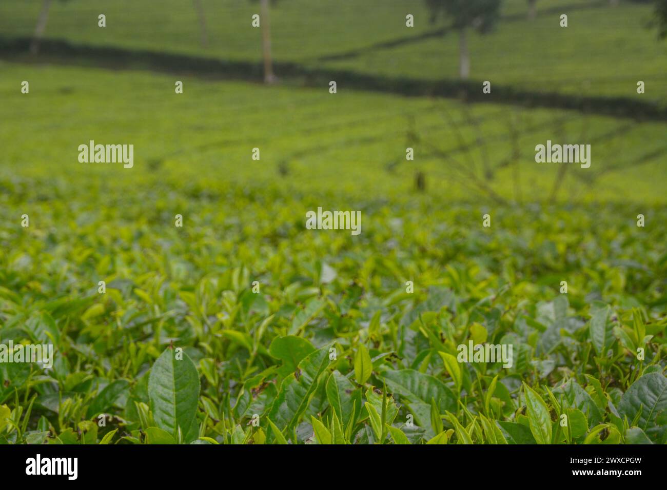 Landscape of the Tambi tea garden in the city of Wonosobo Stock Photo ...