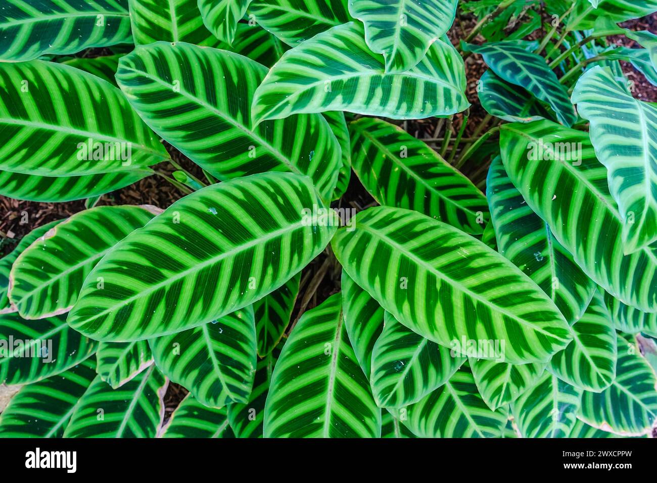 The North Coast Regional Botanic Garden in Coffs Harbour showcases ...