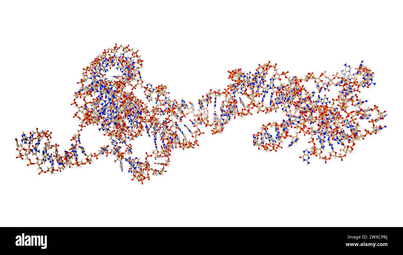 Illustration of an RNA (ribonucleic acid) obelisk. RNA obelisks are ...