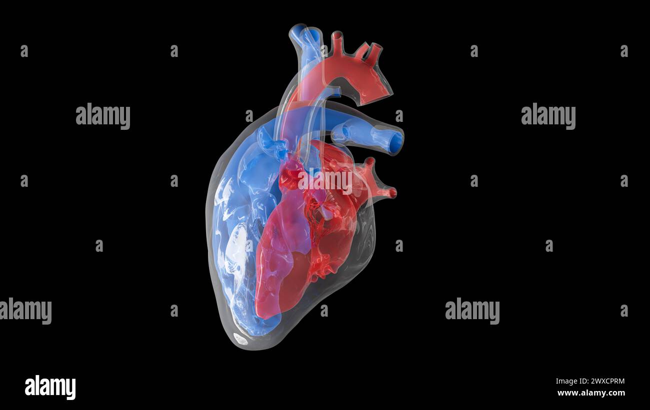 Illustration of the internal volume of the human heart. The left atrium ...