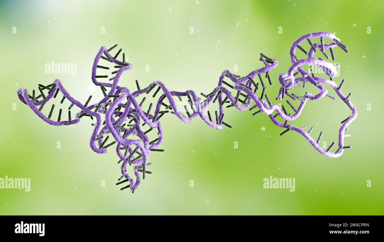 Replicating rna hi-res stock photography and images - Alamy