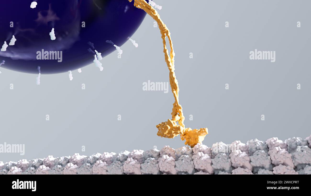 Illustration of a kinesin (yellow) walking along a microtubule (white ...