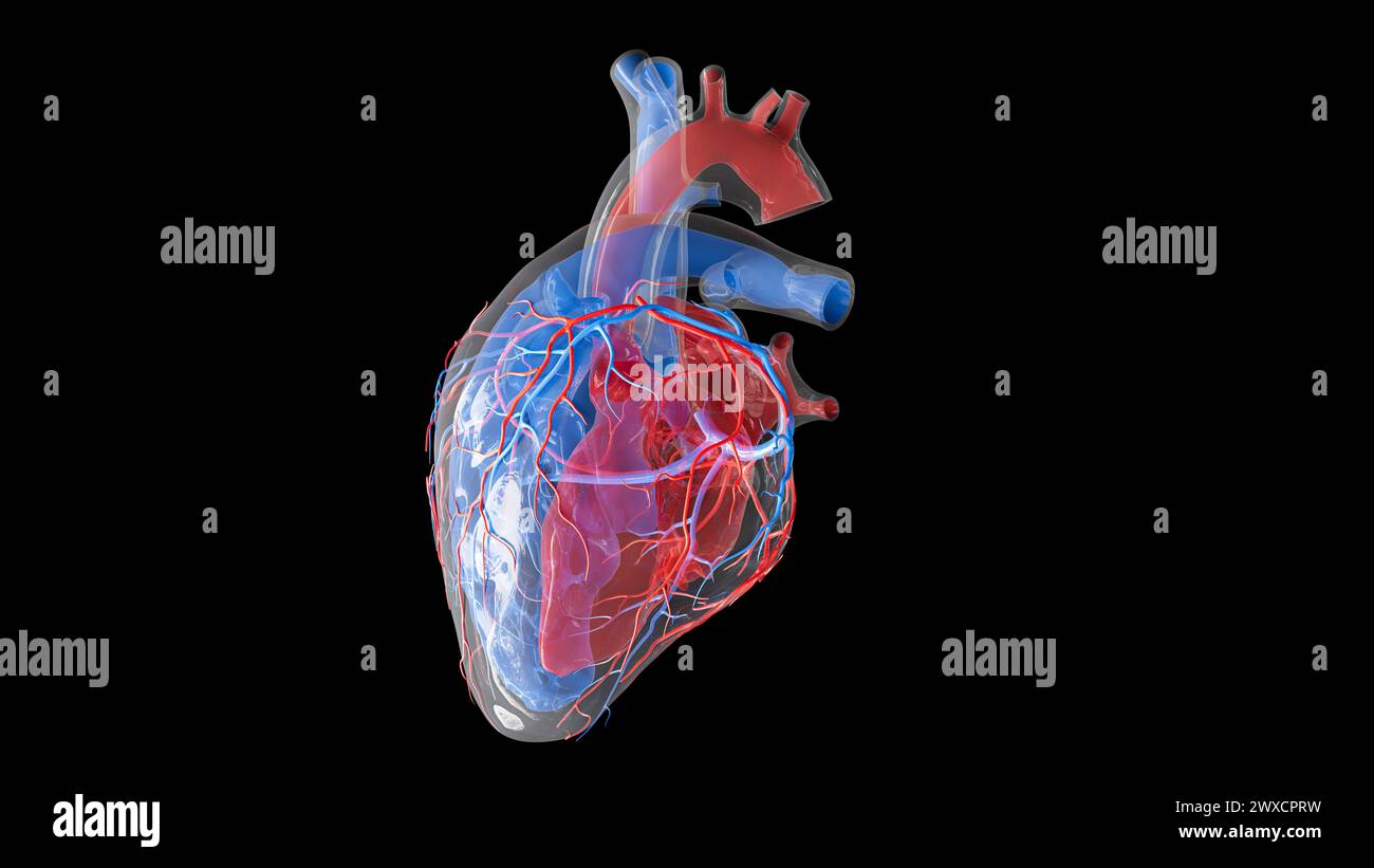Illustration of the human heart blood supply and internal structures ...