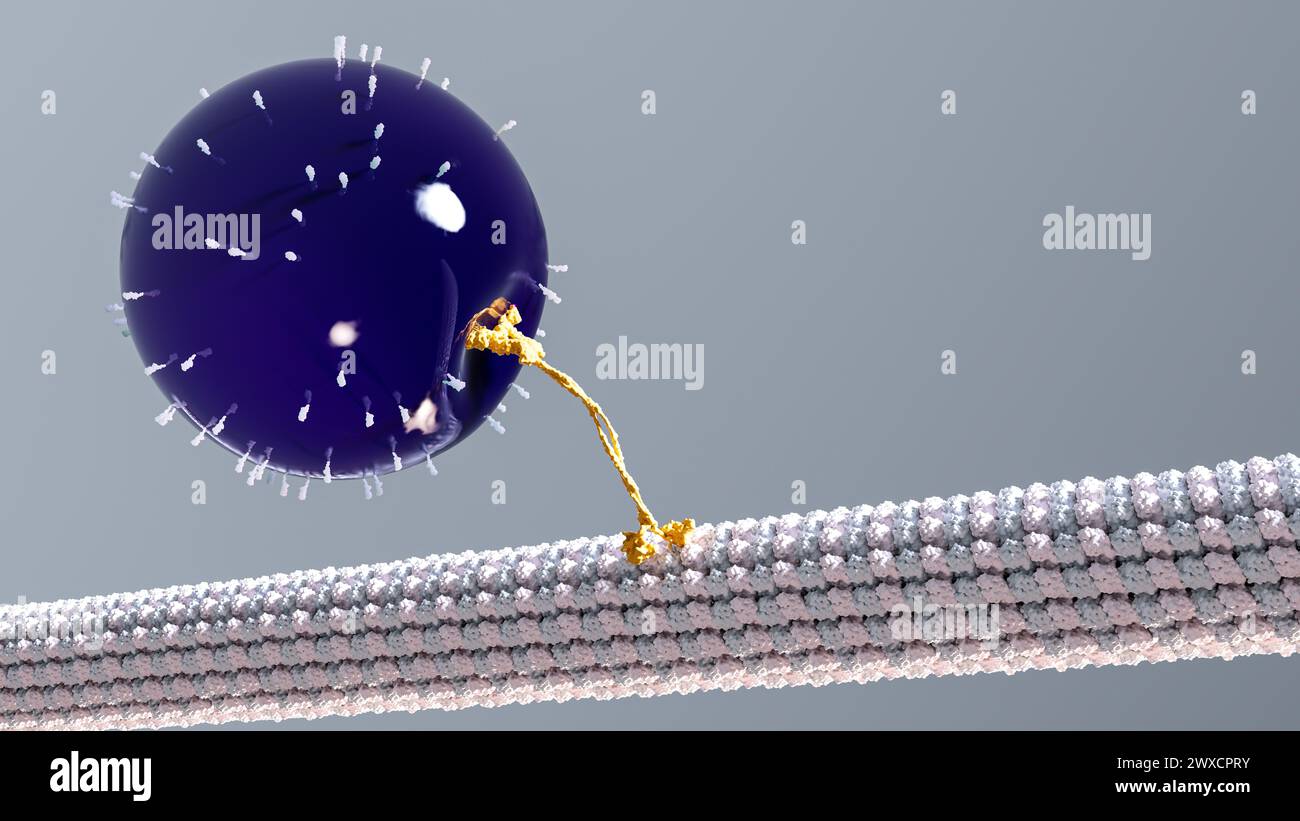 Kinesin walking along a microtubule, illustration Stock Photo - Alamy