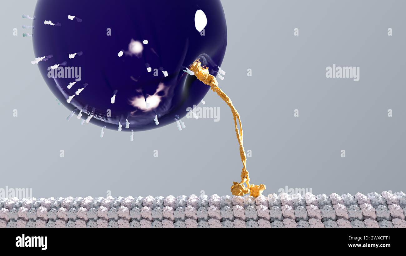 Eukaryotic cell type hi-res stock photography and images - Alamy