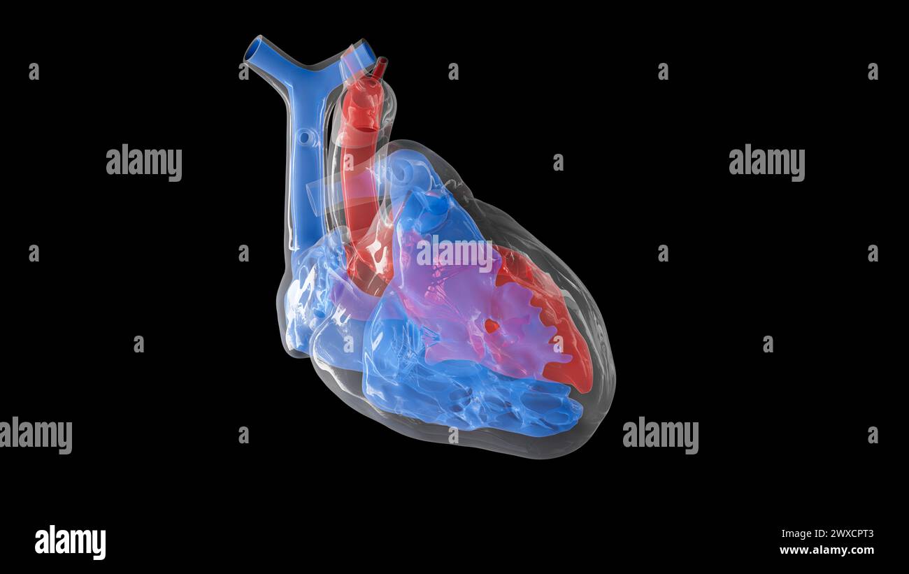 Illustration of the internal volume of the human heart. The left atrium ...