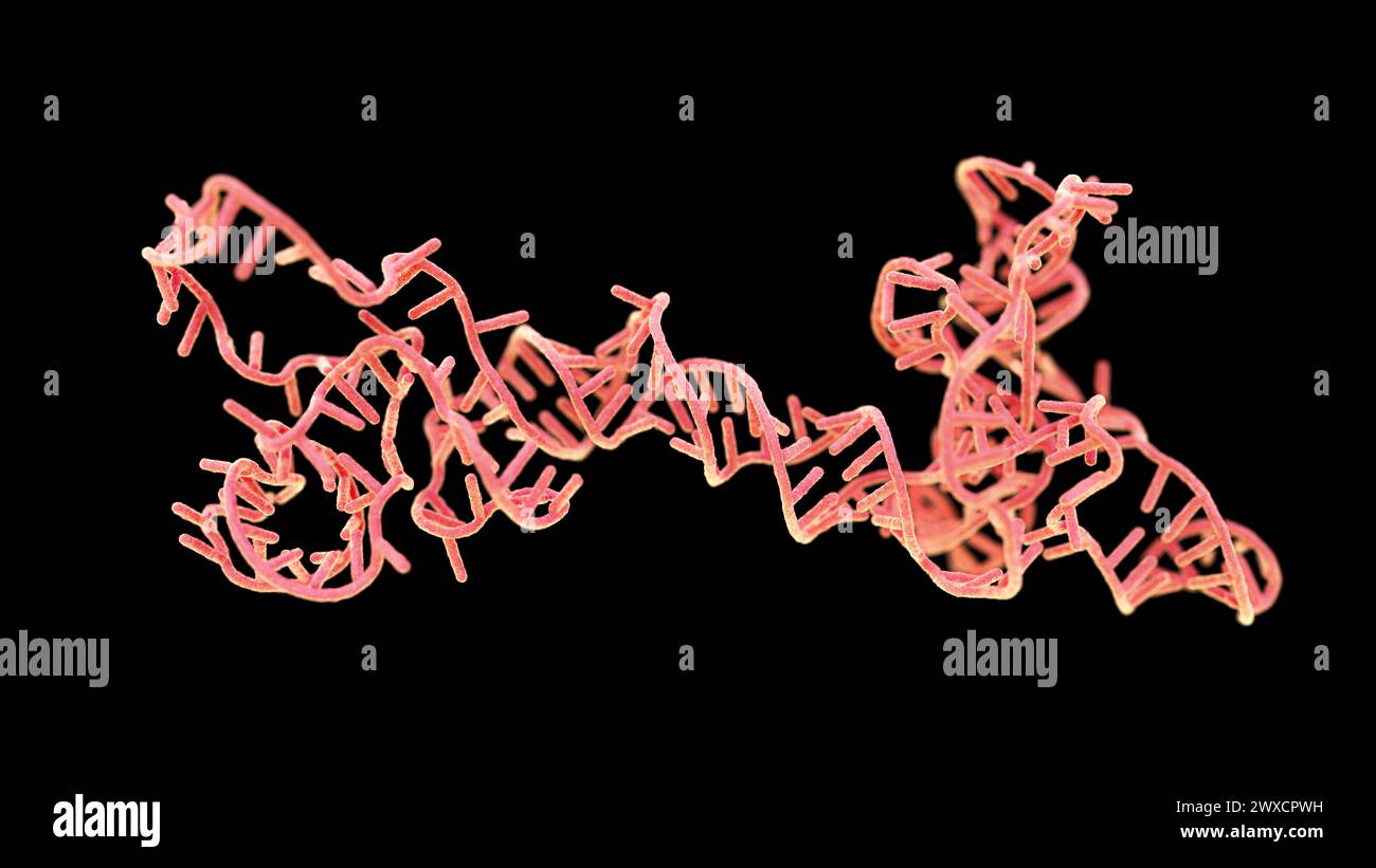 Illustration of an RNA (ribonucleic acid) obelisk. RNA obelisks are ...