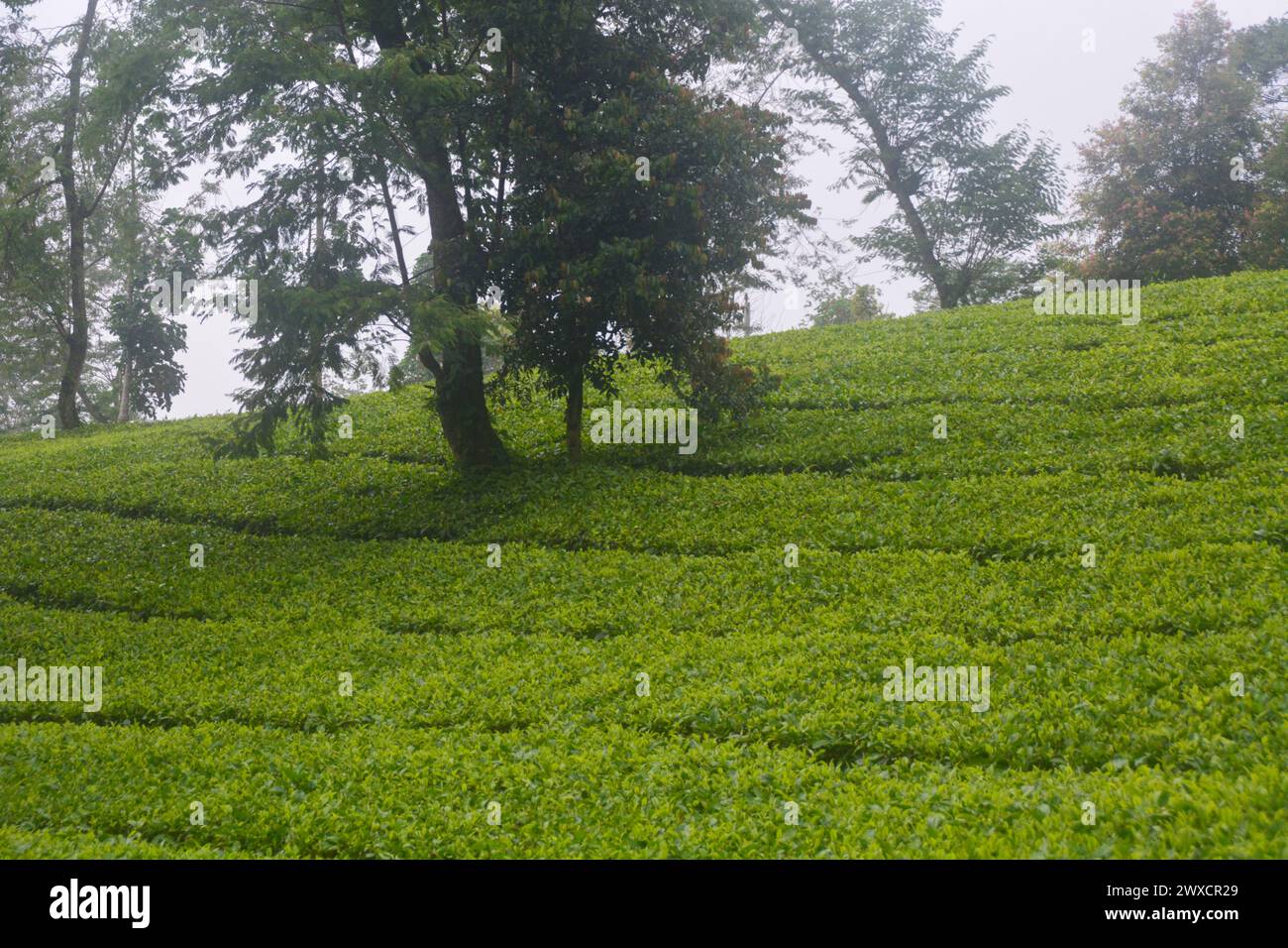 Landscape of the Tambi tea garden in the city of Wonosobo Stock Photo ...