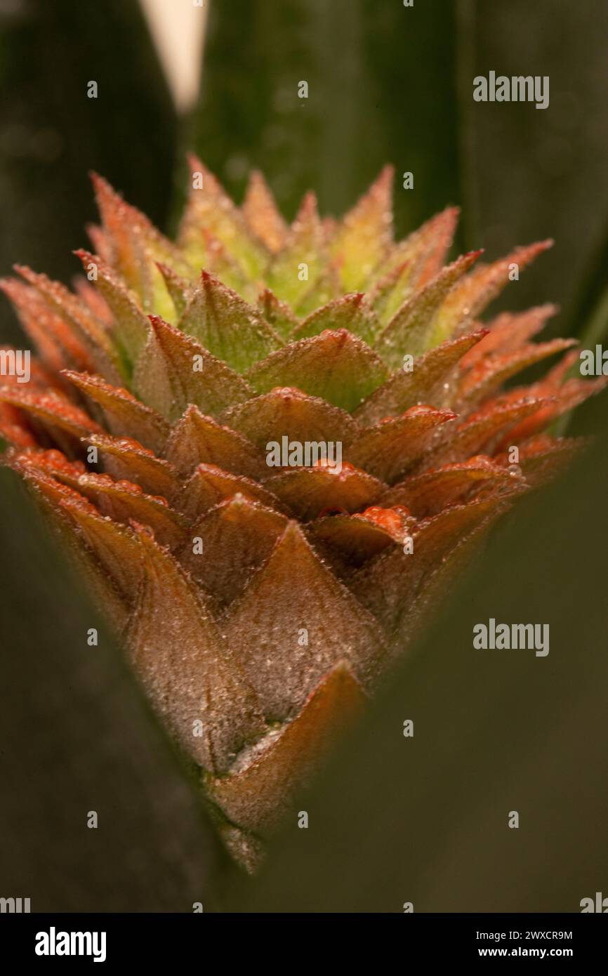 Close-up of a pineapple (Ananas sp.) plant. The shape of the fruit and ...