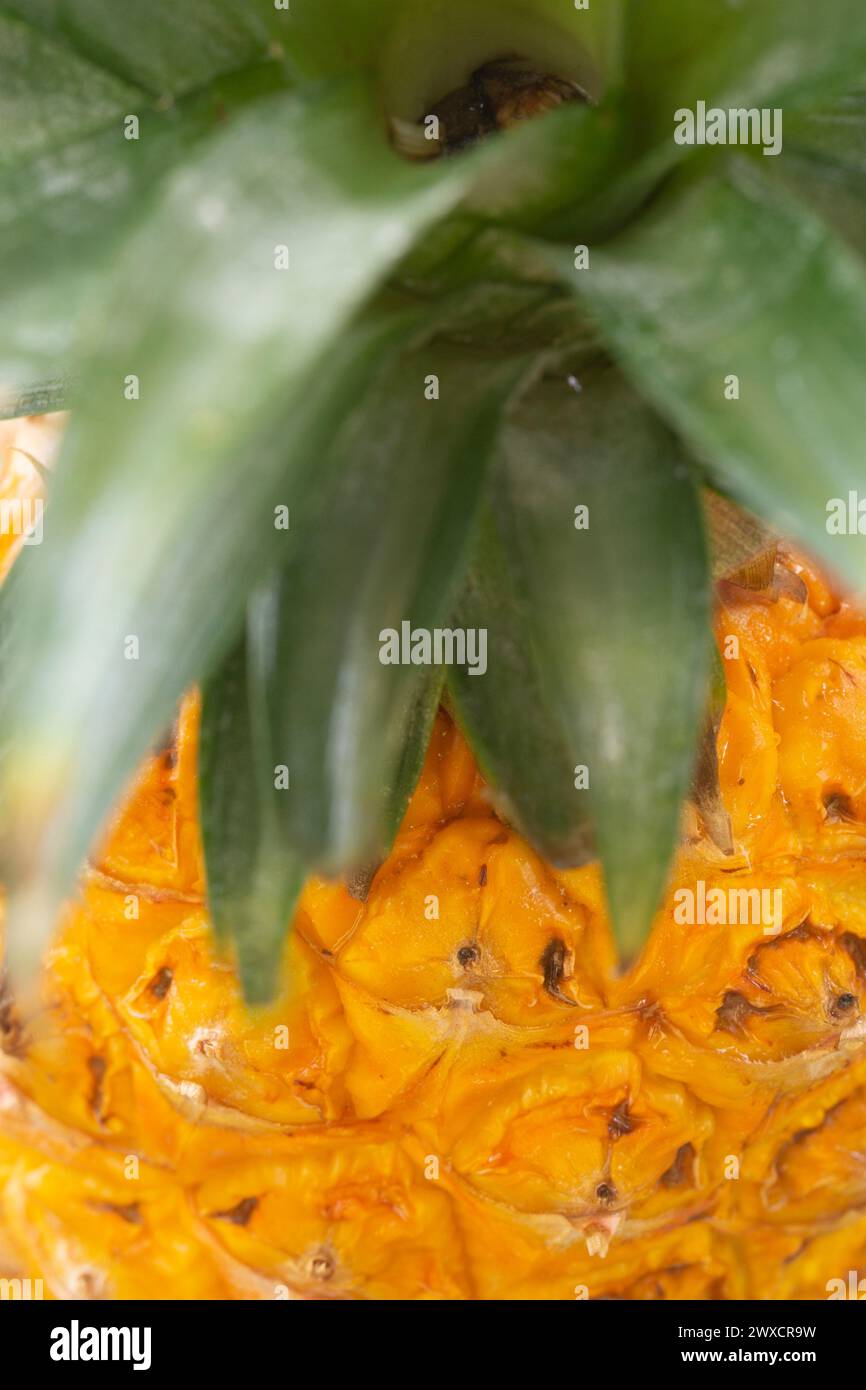 Close-up of a pineapple (Ananas sp.). The shape of the fruit and plant ...