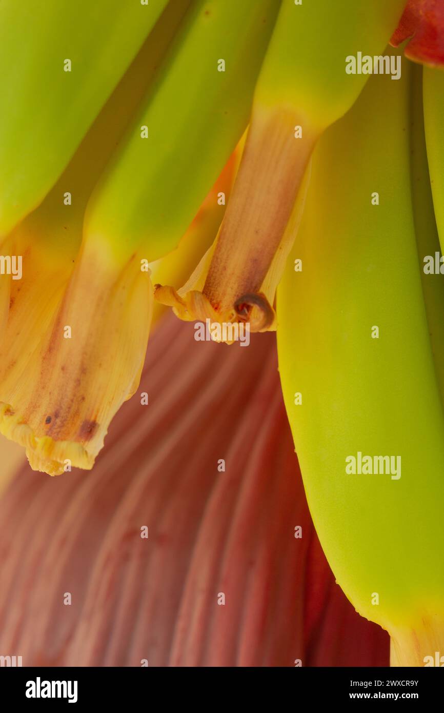 Banana flower (Musa sp.), close-up Stock Photo - Alamy