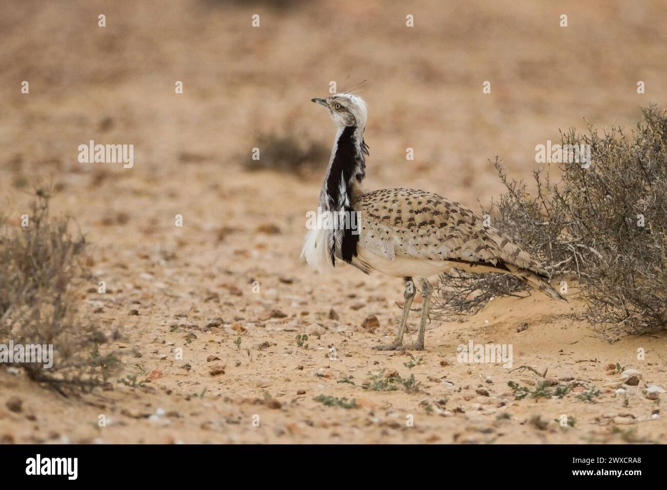 Courtship display of a male Macqueen's bustard (Chlamydotis macqueenii ...