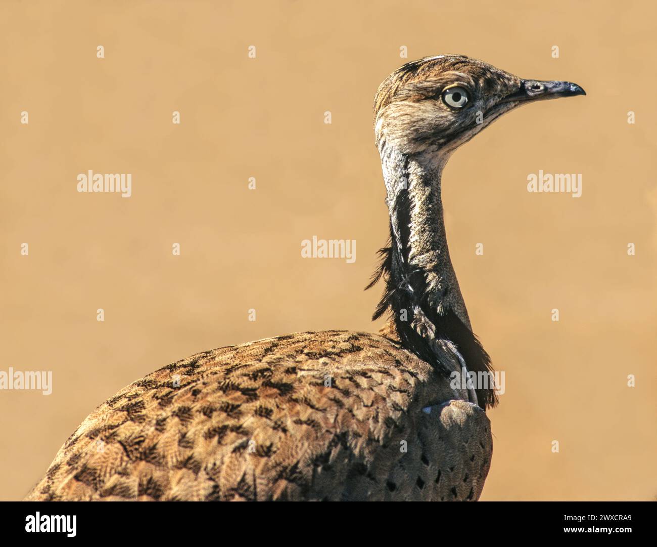 Courtship display of a male Macqueen's bustard (Chlamydotis macqueenii ...