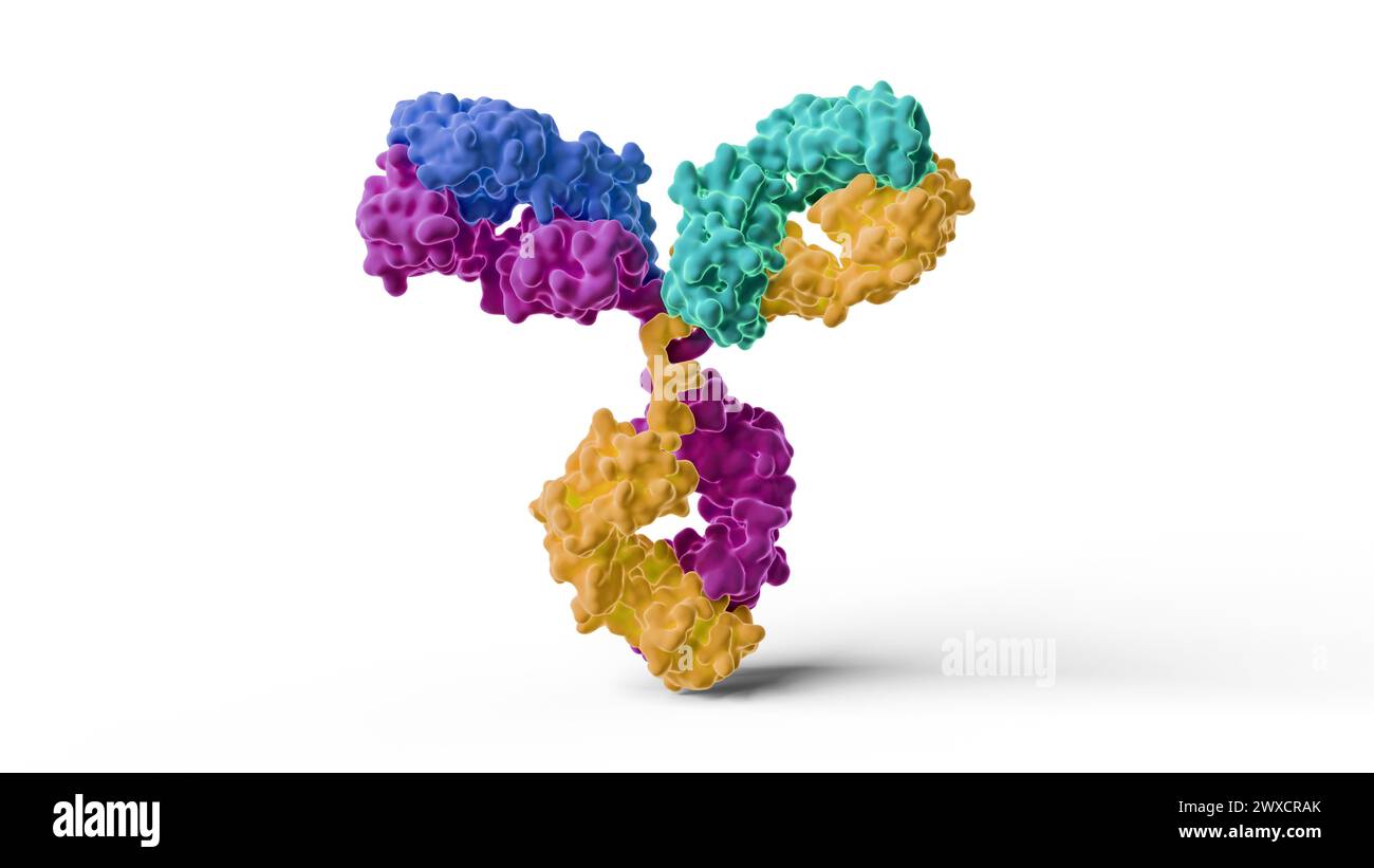 Illustration of a human IgG1 (immunoglobulin G1) antibody. Colours ...