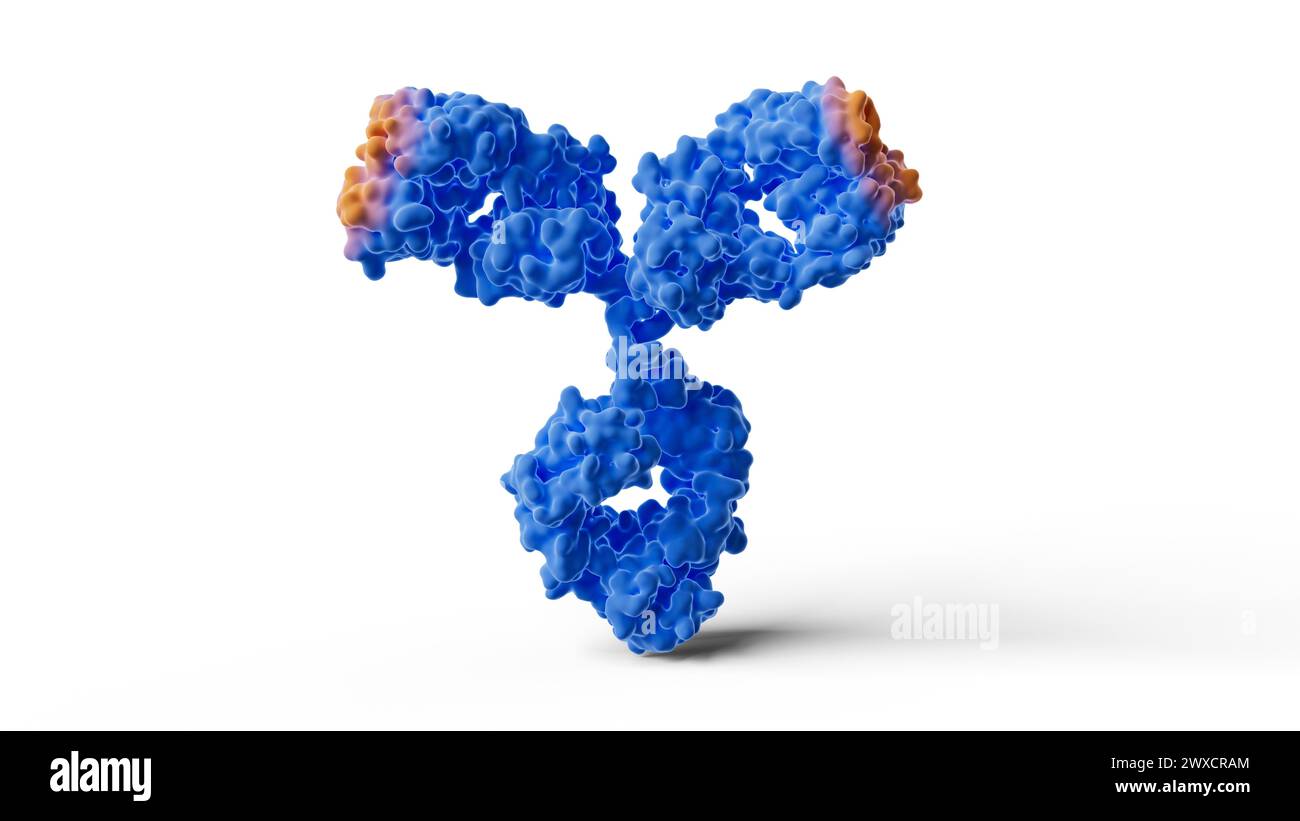 Illustration of the antigen binding site (orange) of a human IgG1 (immunoglobulin G1) antibody ...