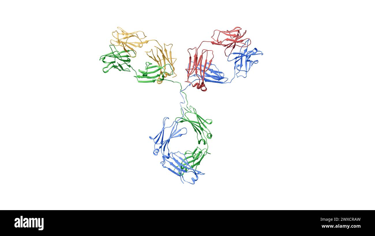 Illustration of the ribbon protein structure of a human immunoglobulin ...