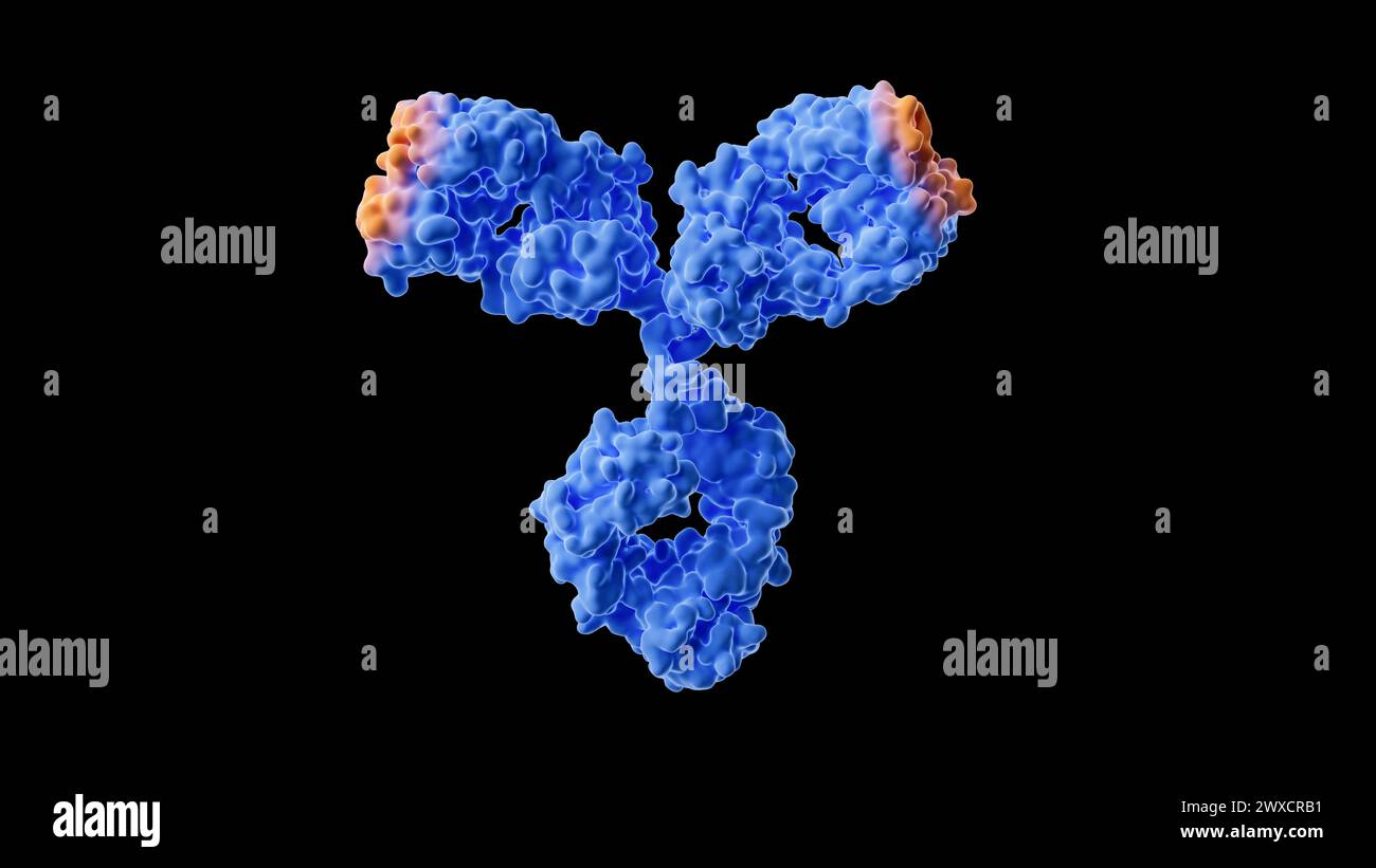 Illustration of antibodies, based on the 3D structure of human immunoglobulin G1 (IGG1 Stock ...