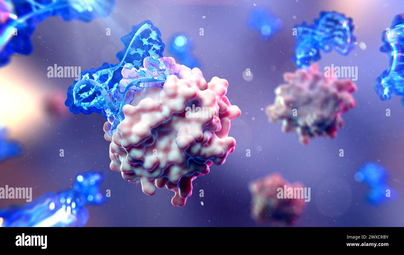 Aptamer bound to a protein, illustration Stock Photo - Alamy
