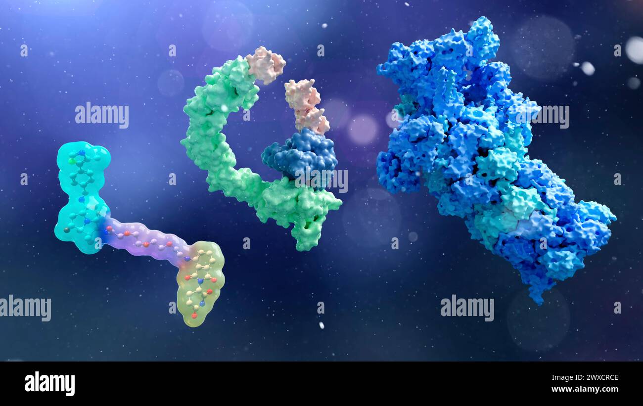 Illustration of the components of proteolysis-targeting chimera (PROTAC ...