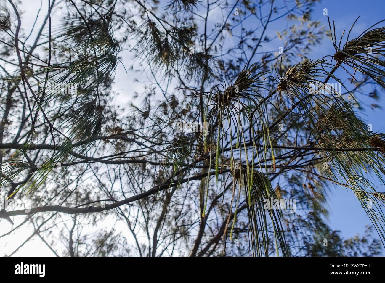 Casuarina glauca, also known as the Swamp Sheoak, is a native ...