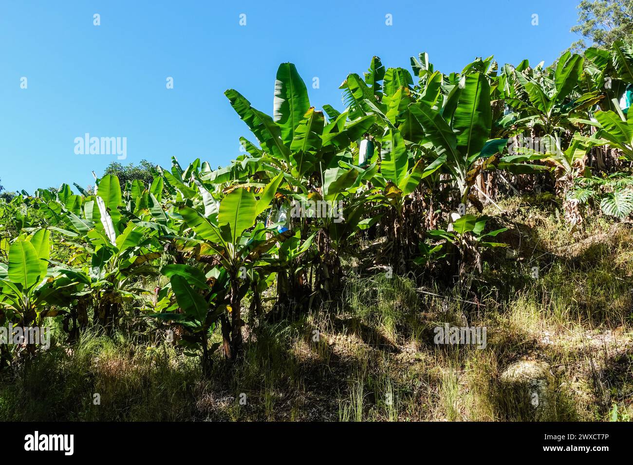 banana trees growing on a hill in coffs harbour, nsw, australia Stock ...