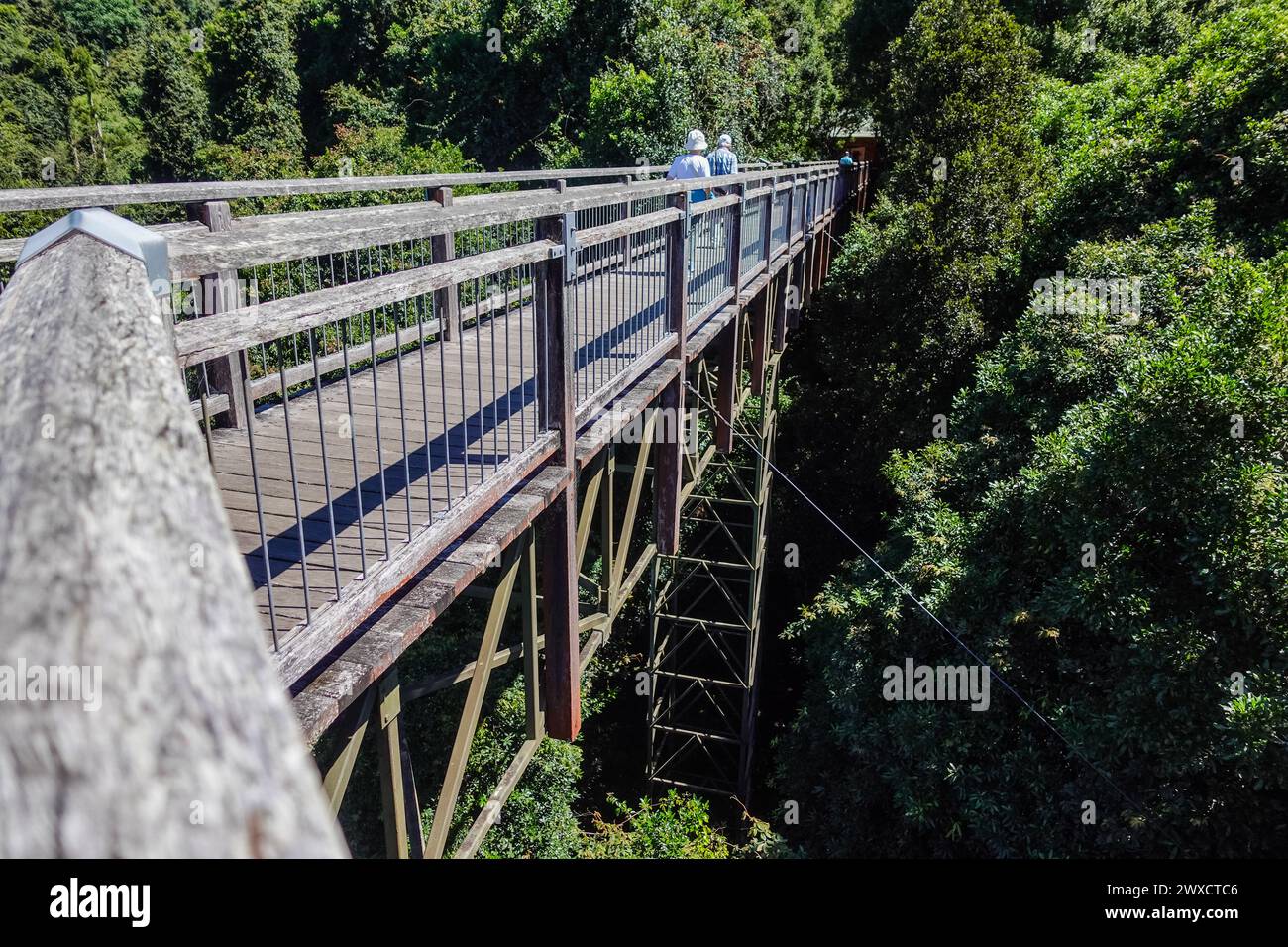 Dorrigo Rainforest Centre sky walk, Dorrigo, NSW, Australia Stock Photo ...