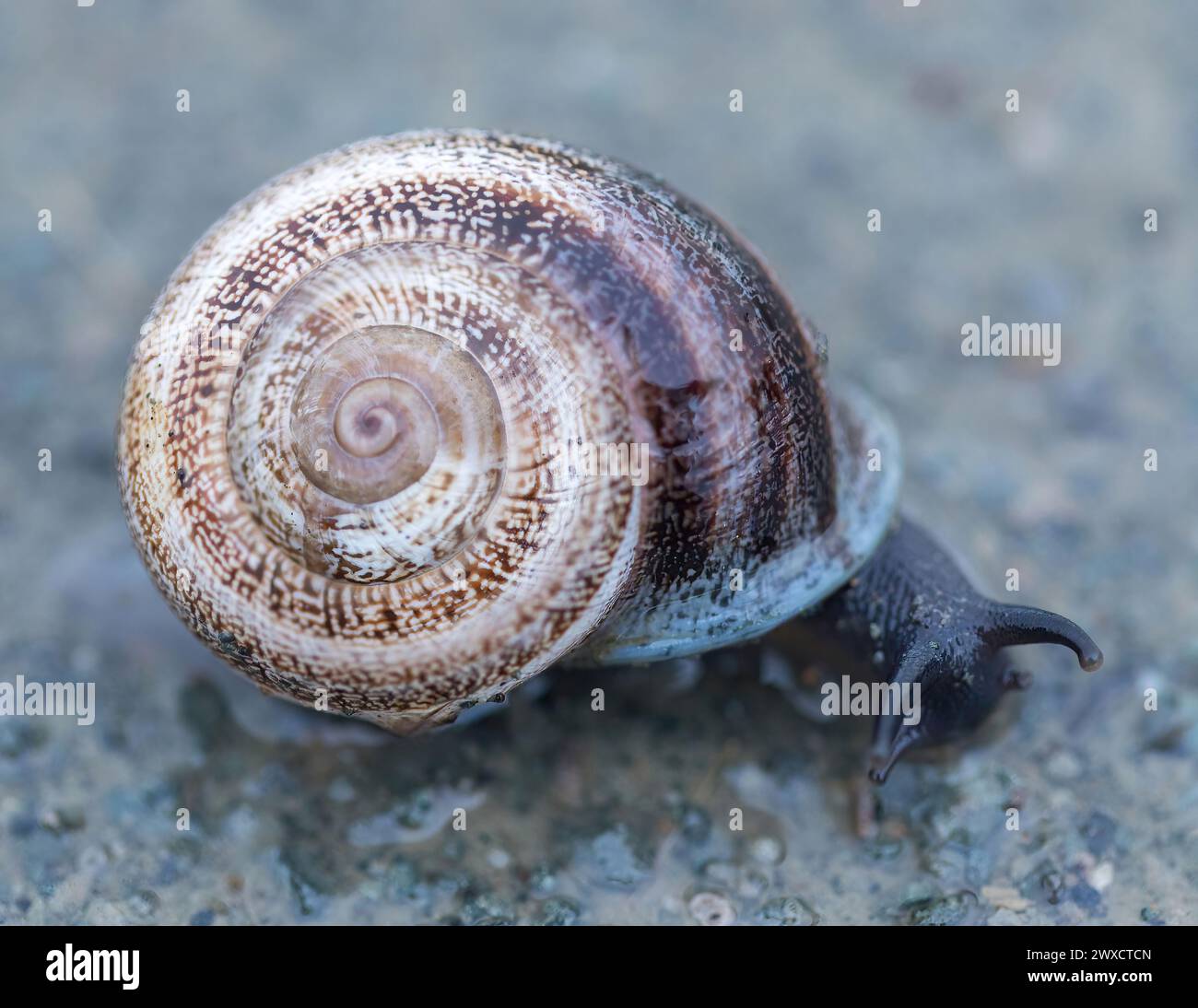 European garden snail hi-res stock photography and images - Alamy