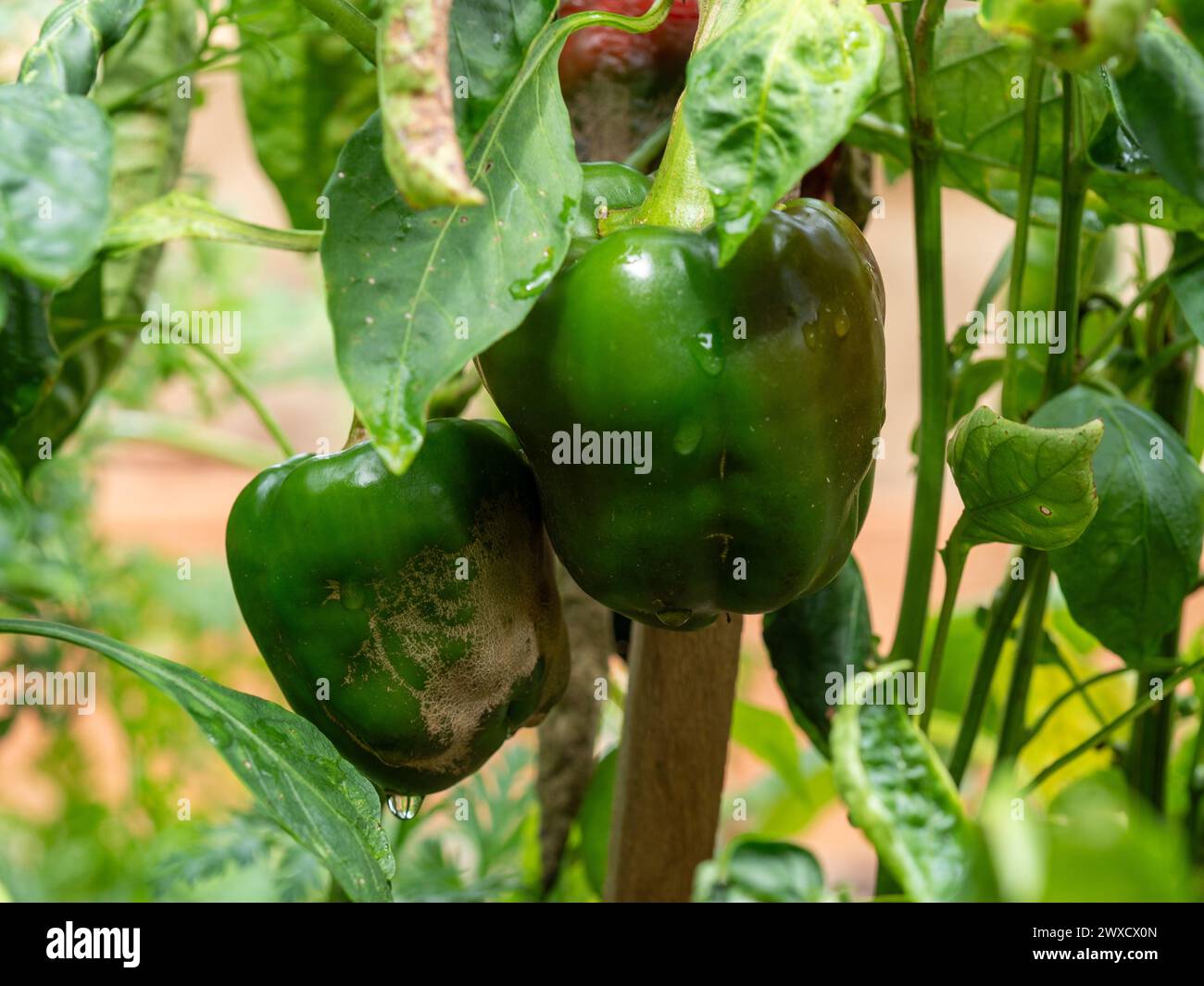Shiny green Capsicums or Peppers, growing food in an Australian ...