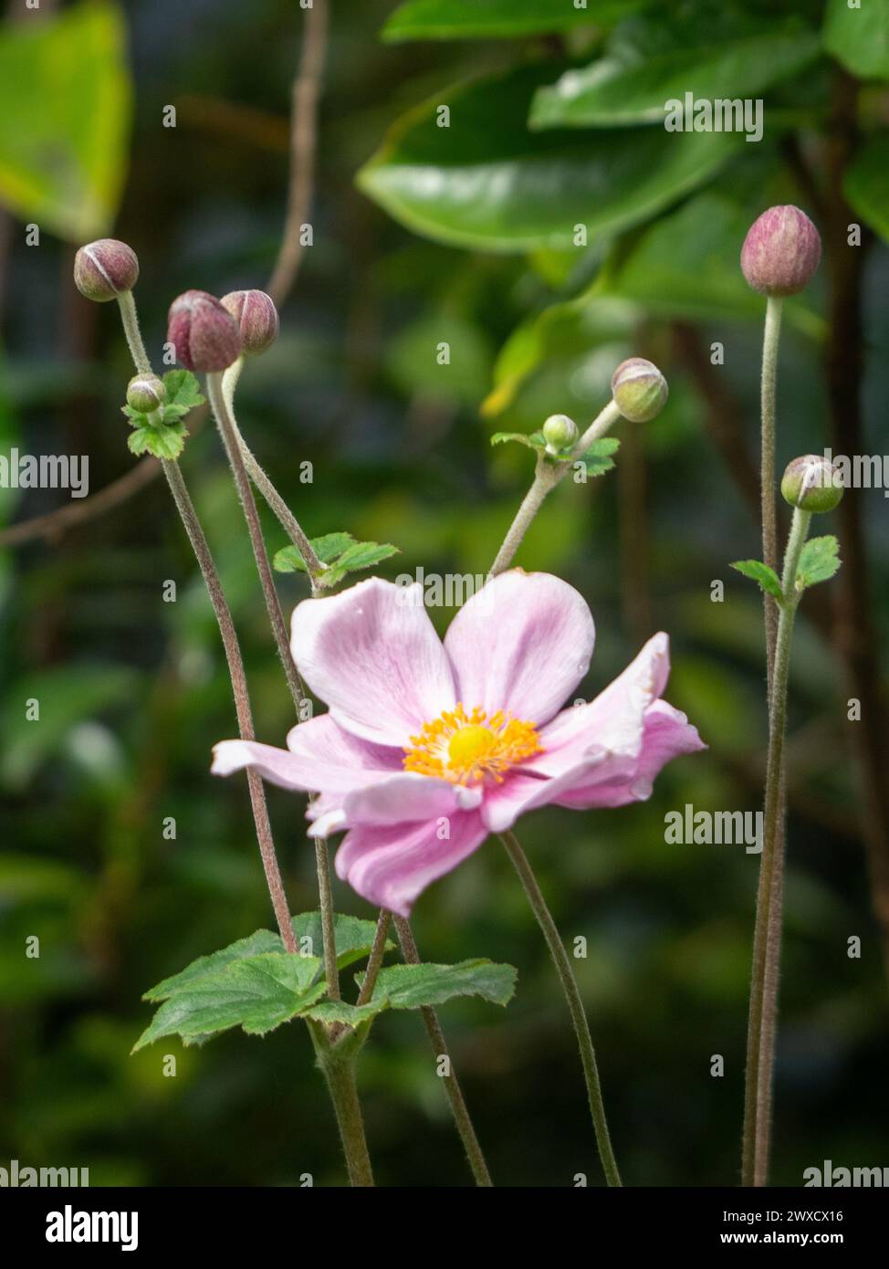 Pink Japanese Windflower and buds flower bloom on a tall stem Stock ...