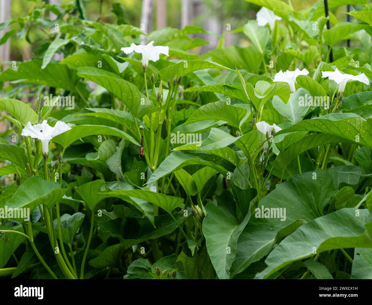 White flower blooms of the green leafy Kangkong or water Spinach ...