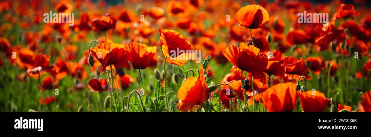 Anzac day banner. Anzac background. Poppy field, Remembrance day ...
