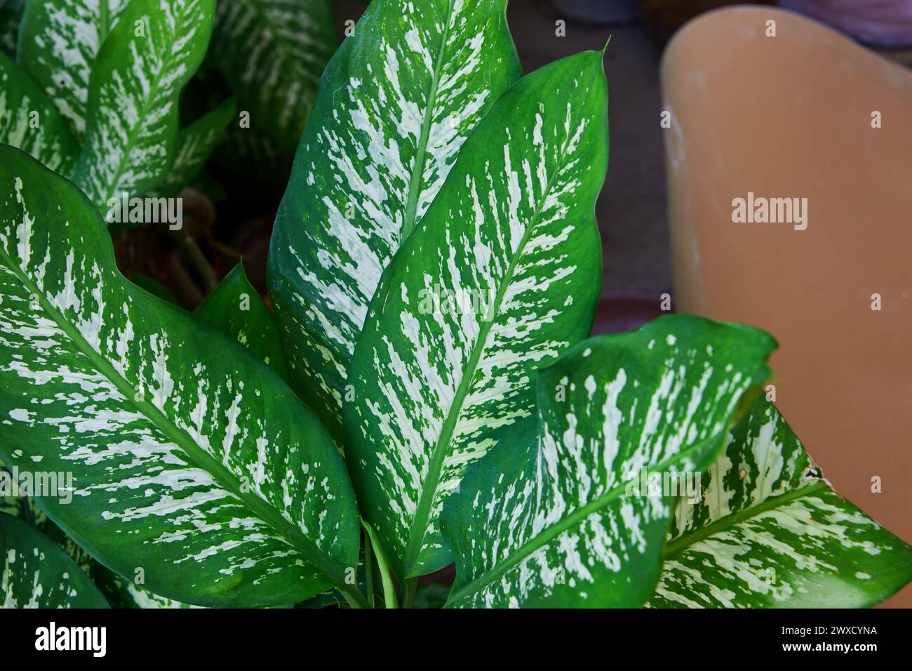 Close-up of dieffenbachia Exotica leaf on plant Stock Photo - Alamy