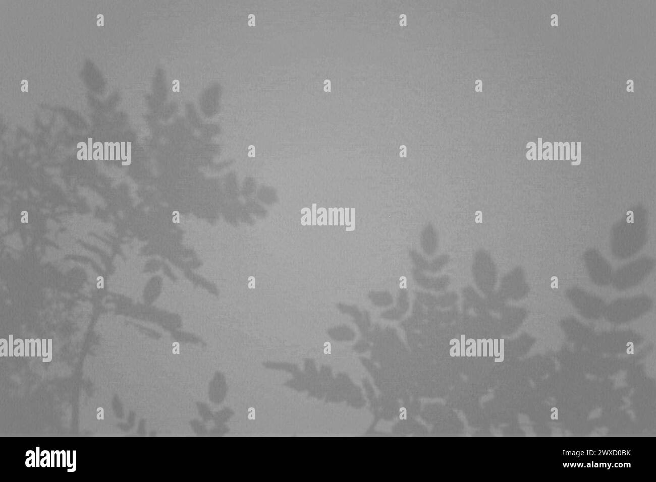 Natural light casts shadows from a leaves branches of tropical plants ...