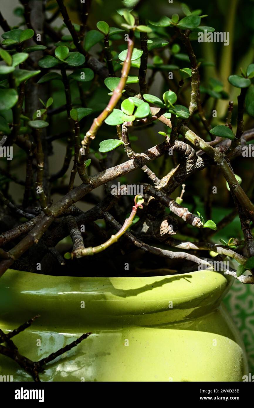 Plant green leaves under hi-res stock photography and images - Alamy