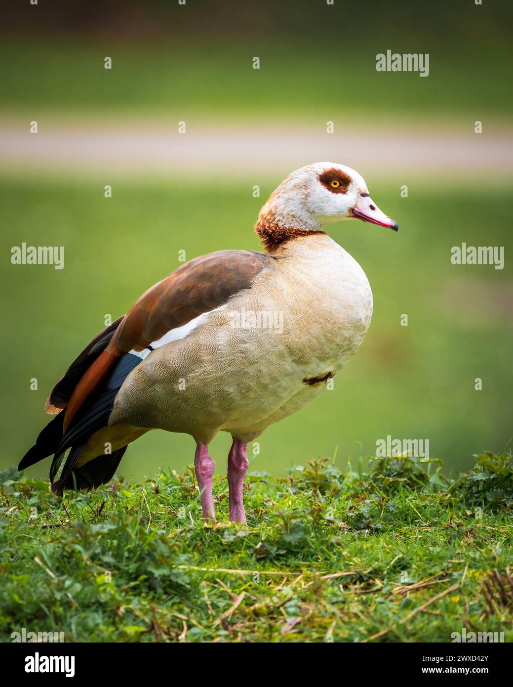 Pondside ducks hi-res stock photography and images - Alamy