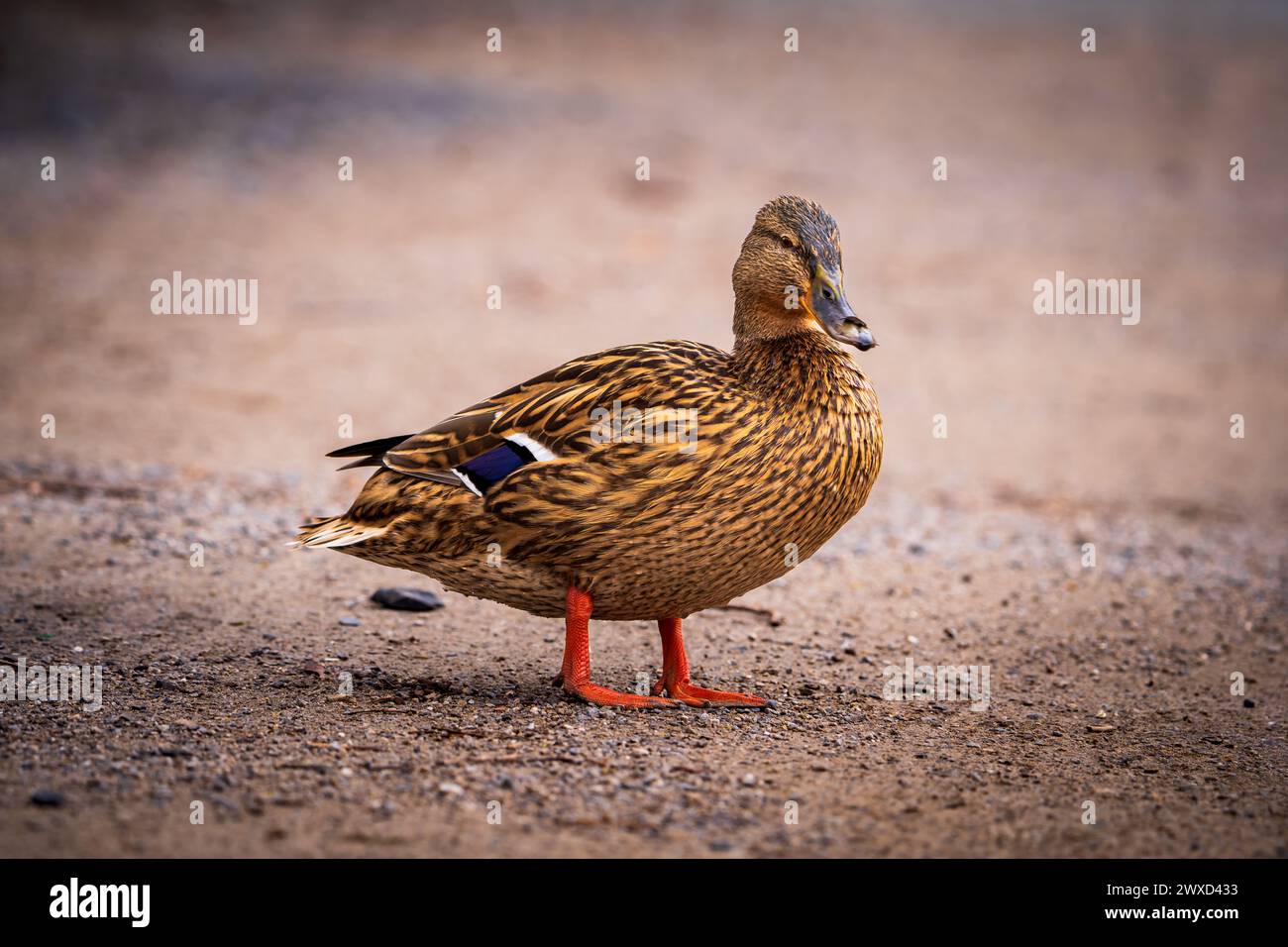 Duck facing camera hi-res stock photography and images - Alamy