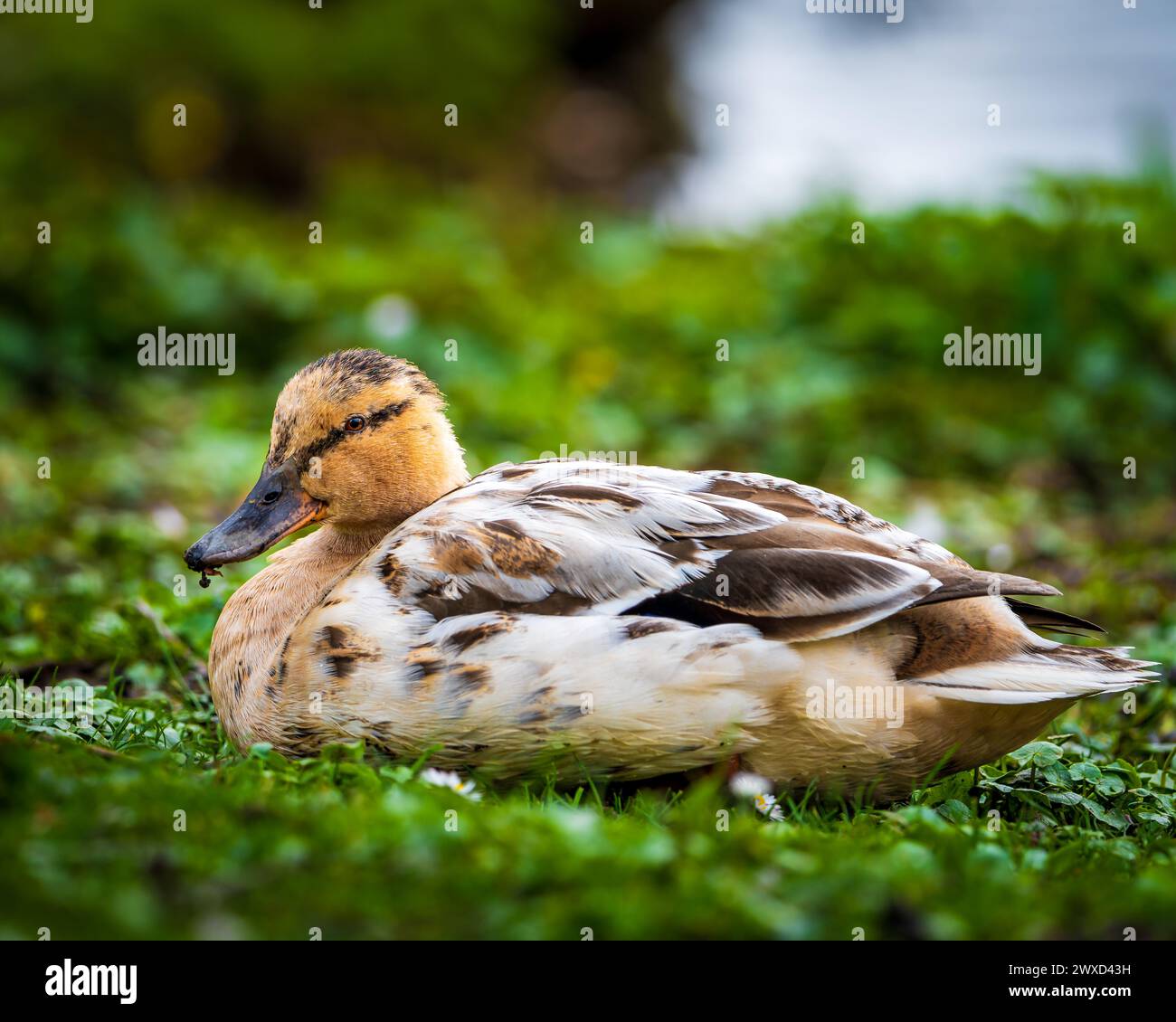 Duck resting in grass hi-res stock photography and images - Alamy