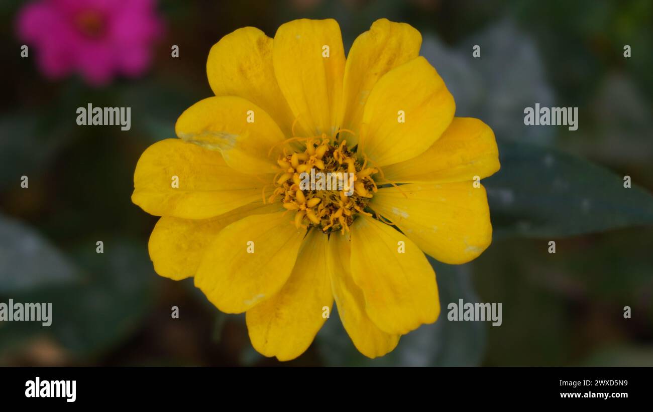 Yellow zinnia flowers which blooms during the day with a blurred ...