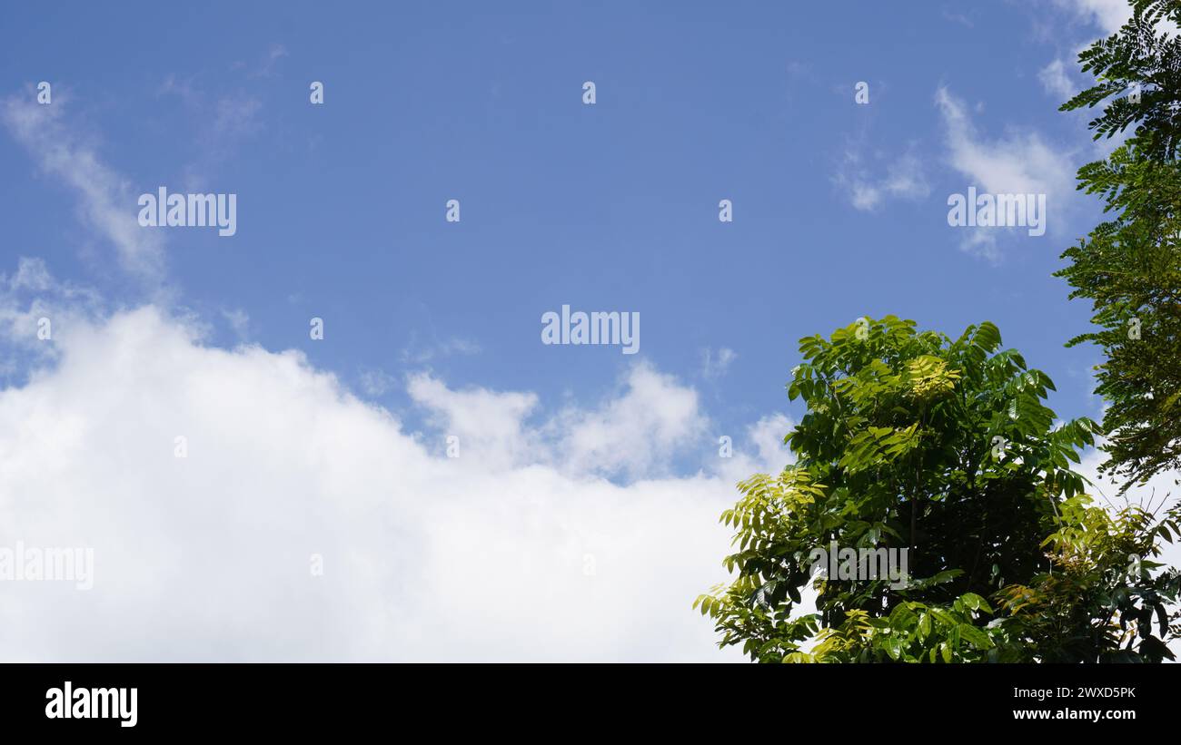 Blue trees nature wallpaper hi-res stock photography and images - Alamy