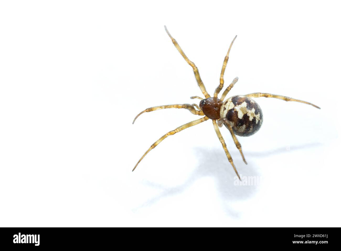 Steatoda grossa, false Black Widow, Triangulate cobweb spider, Steatoda ...