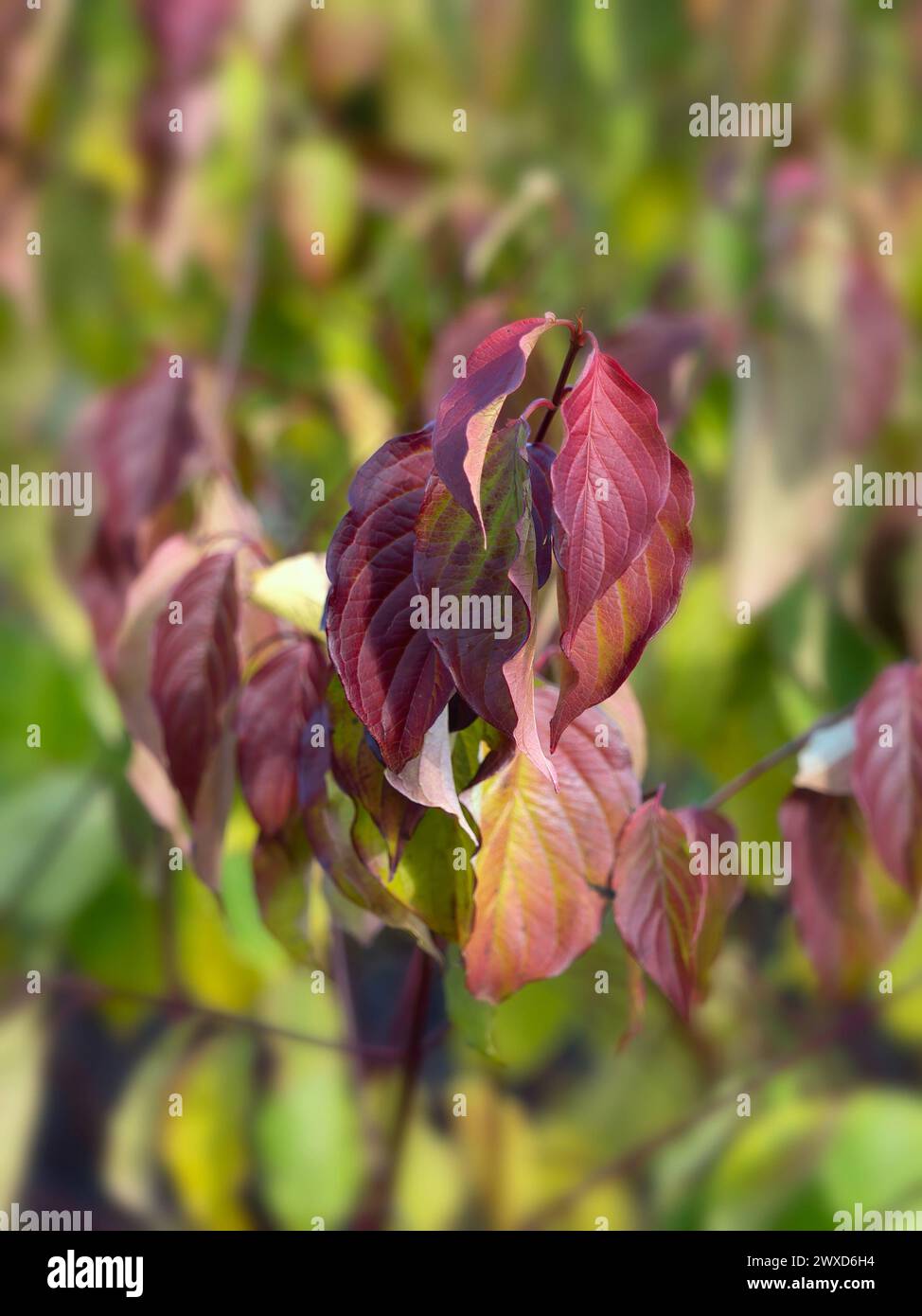 Cornus amomum blue cloud hi-res stock photography and images - Alamy