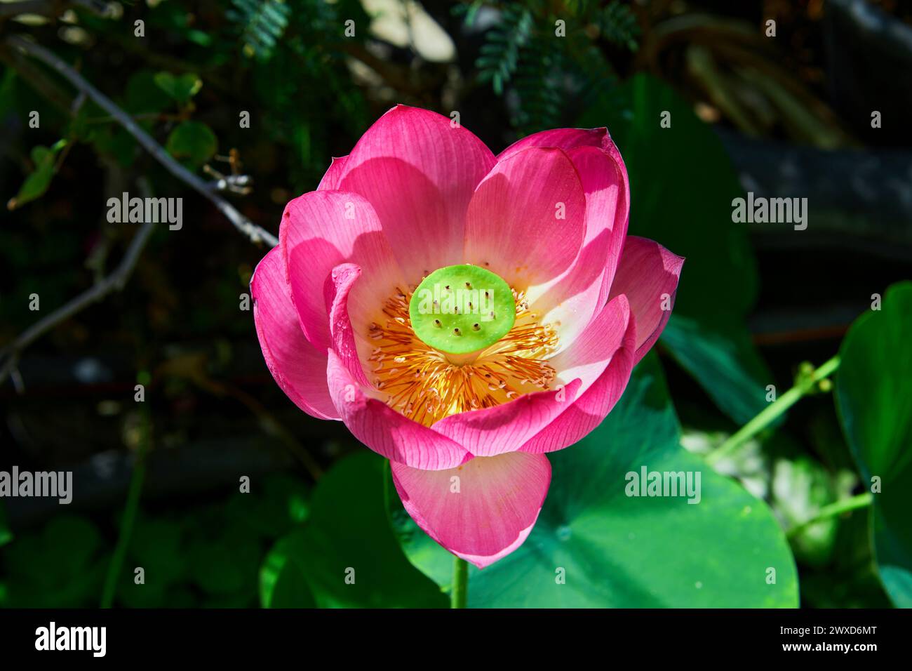 Close-up of pink water lily blooming over water Stock Photo - Alamy
