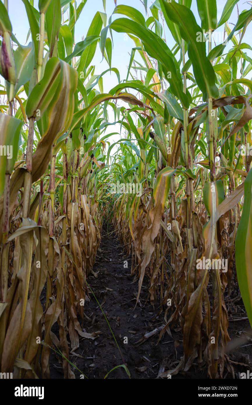 autumn corn field. Plants grow in rows. Corn harvest Stock Photo - Alamy
